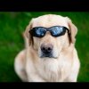 Иконка канала Cinnamon_Dogs