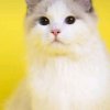 Иконка канала Mira Cat😺🐈