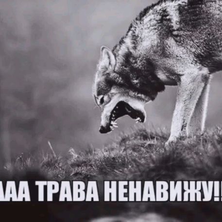 Иконка канала ТРАВА НЕНАВИЖУ lock In