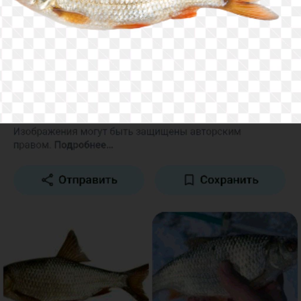 Иконка канала Канал Животных