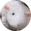 Иконка канала 🐭Дианка🐭
