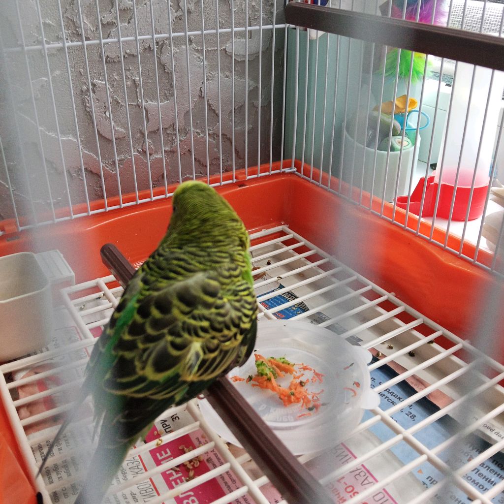 Иконка канала Дина🦜