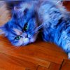 Иконка канала Котя