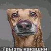 Иконка канала -Doshirak kit.#Свободуинфиксам