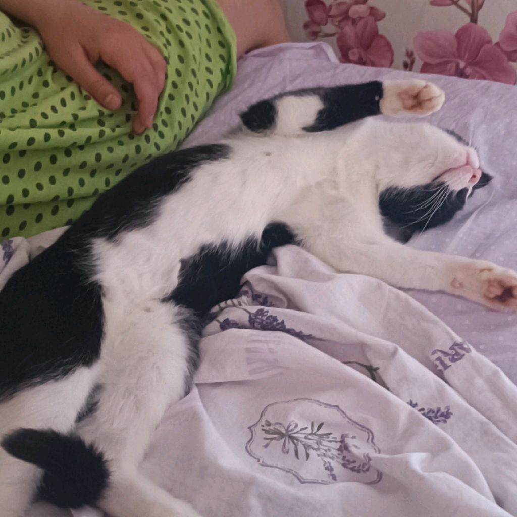 Иконка канала 😈РИАННА😈 Подпишись Пж 🥺🥺🥺 Ради Котика