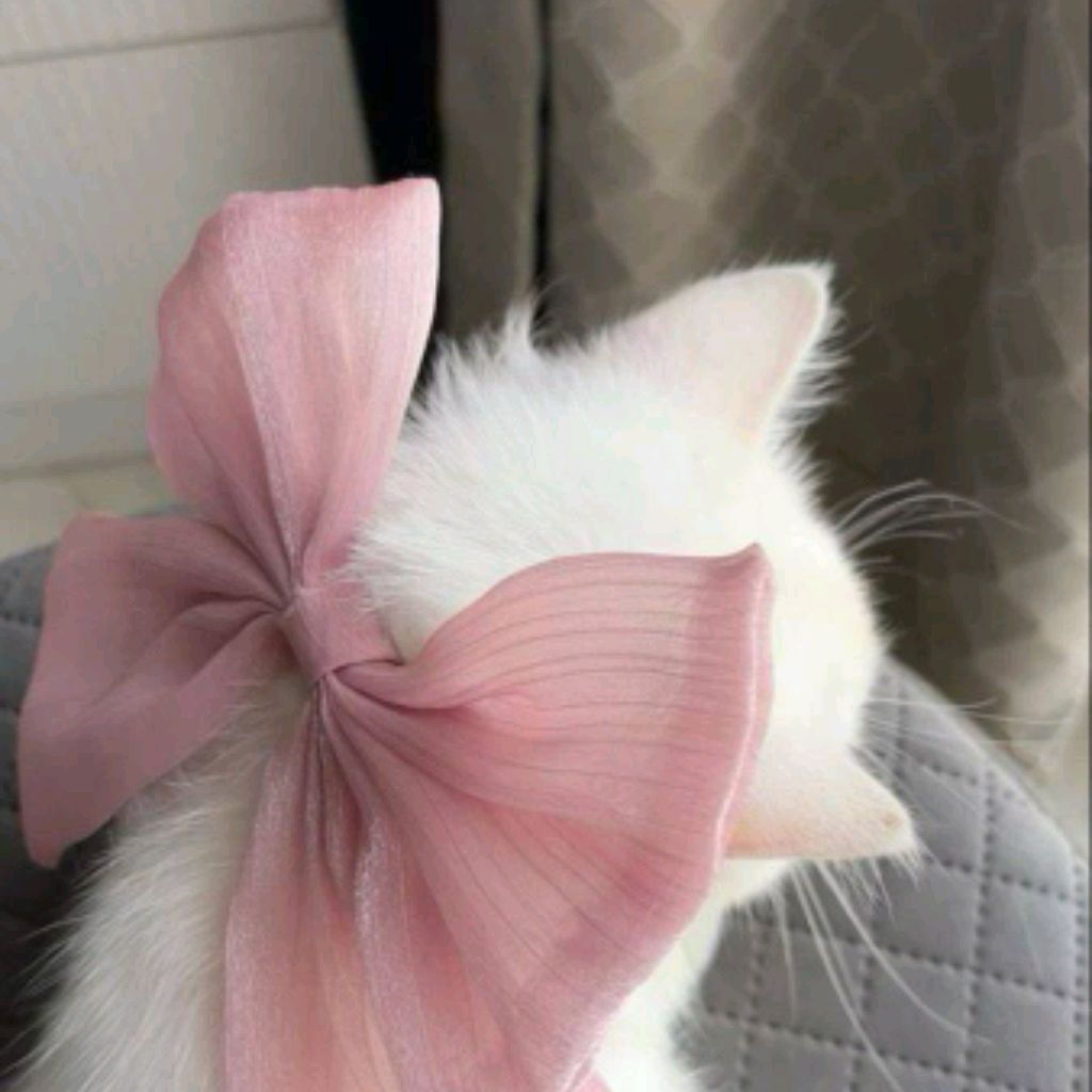 Иконка канала Шерстяные проказники 🐱