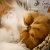 Иконка канала Котики