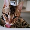 Иконка канала Гендальф Кот