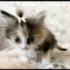 Иконка канала 🎀ПоЛиНа🎀