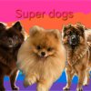 Иконка канала Super Dogs