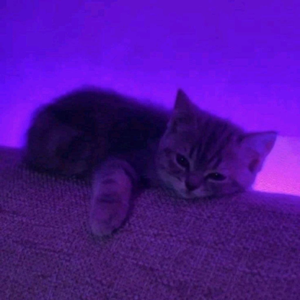 Иконка канала Cat1k
