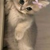 Иконка канала Hryni Sryni
