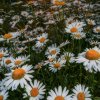 Иконка канала 🌼•Ketny•🌼