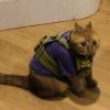 Иконка канала Грусный Котик