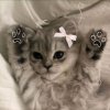 Иконка канала 8312@!!! 😺