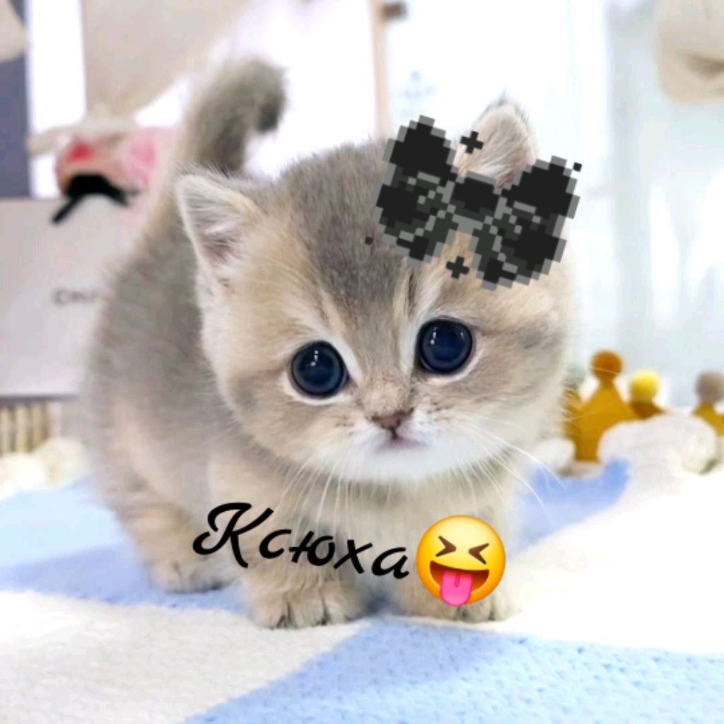 Иконка канала Ksyksy 🌺