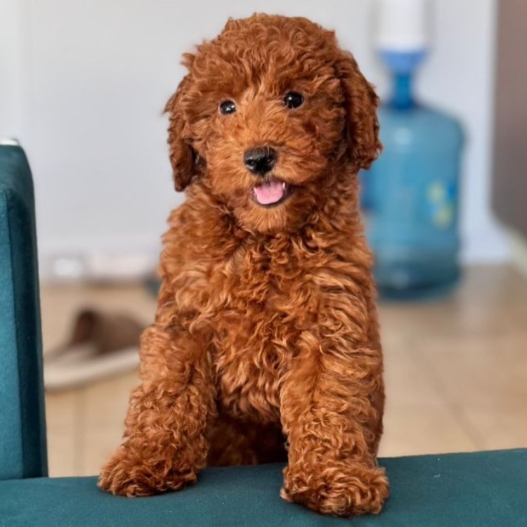 Иконка канала tommypoodle