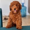 Иконка канала tommypoodle