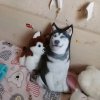 Иконка канала Арни и Черныш