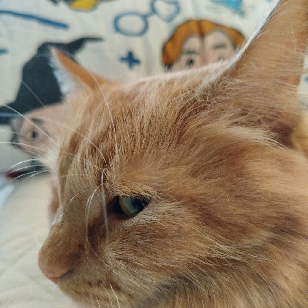 Иконка канала ROBERT_CAT