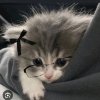 Иконка канала Фан Атредалина Хауса 💔💔