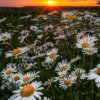Иконка канала 🌼•Ketny•🌼