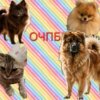 Иконка канала Стая ОЧПБ