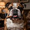 Иконка канала Gogi-buldogi