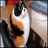 Иконка канала котось67к