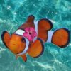 Иконка канала 🦩 𝙷𝚊𝚠𝚊𝚒𝚒𝚊𝚗 𝚏𝚊𝚖𝚒𝚕𝚢 🌺☑︎