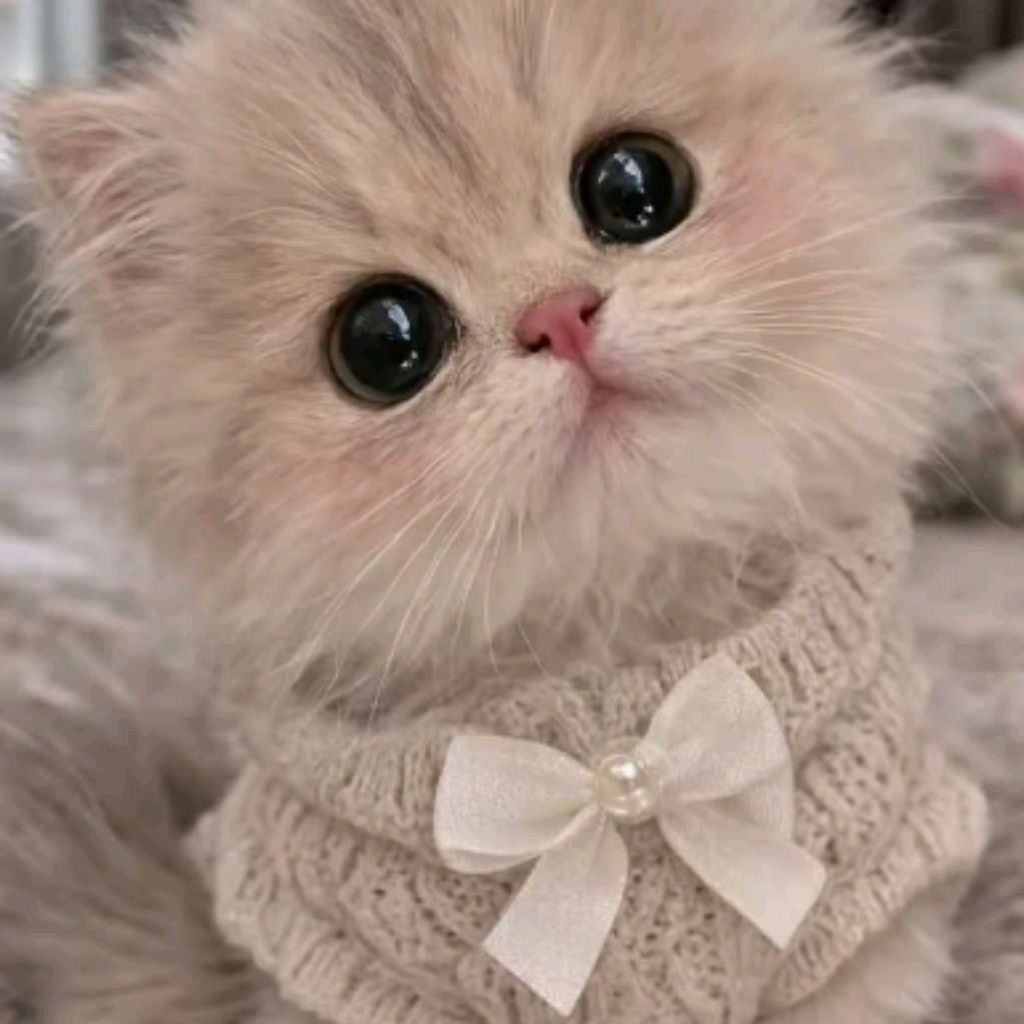 Иконка канала Cats😽