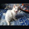 Иконка канала Лорский