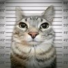 Иконка канала Котак Бас