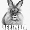 Иконка канала Васаби