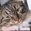 Иконка канала Зооpet и Яшка