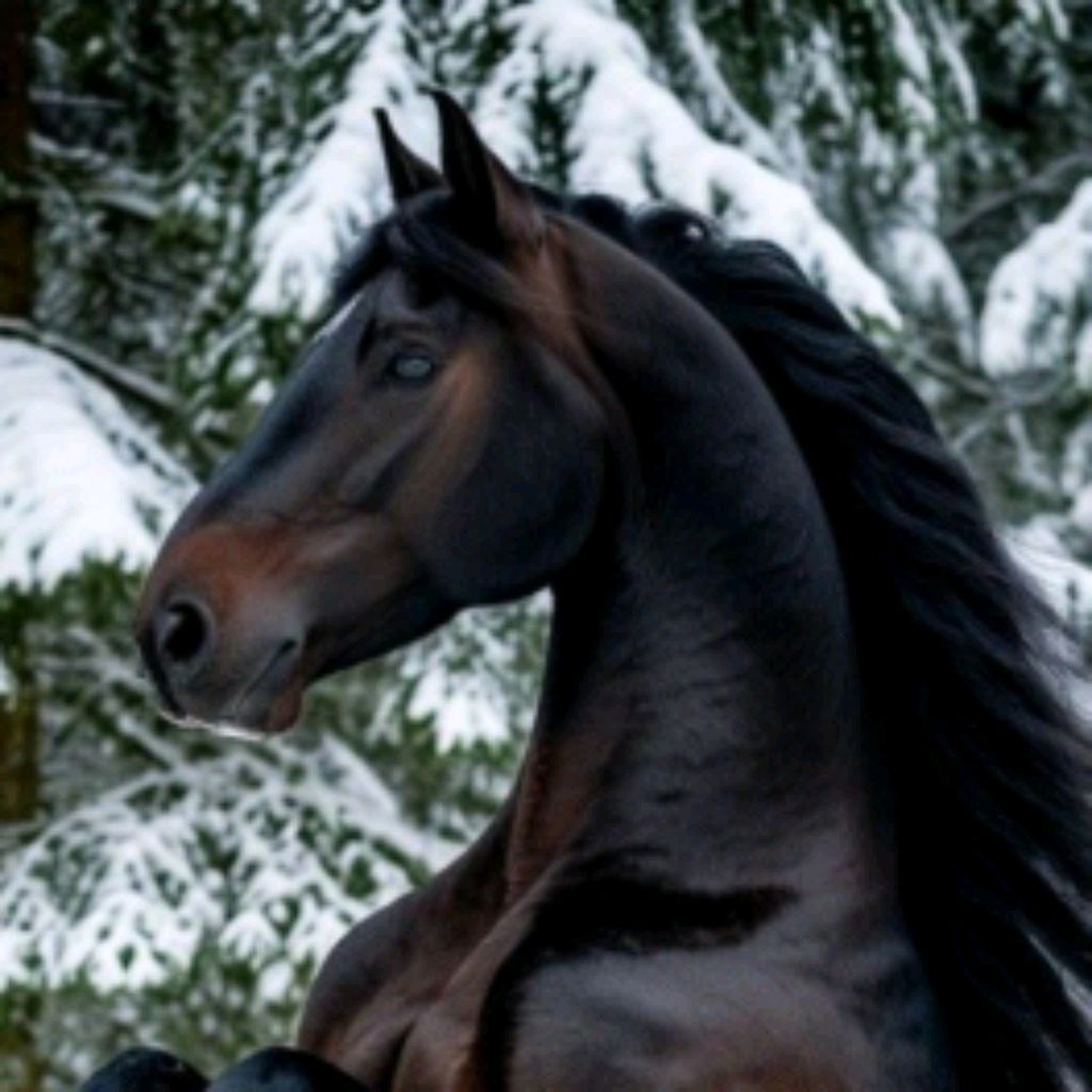 Иконка канала София Horses. Конный двор Ювента