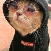 Иконка канала Cat World