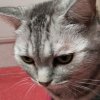Иконка канала Мягенькие Котики