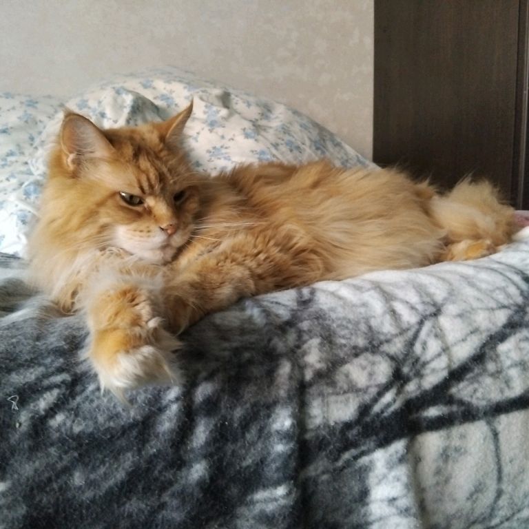 Иконка канала Киска🐾
