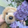 Иконка канала -.Лаймовая/Псинко .&)