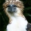 Иконка канала 🍖🦅FILLY FF🦅🍖