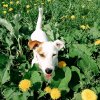 Иконка канала Дени,он же Дениска,Денёк,Денчик,Денча,Деня и т.д.