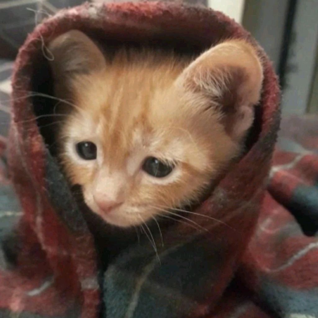 Иконка канала 🧡Лунник🧡