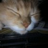 Иконка канала Кити-cat