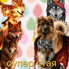 Иконка канала Супер Стая
