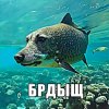 Иконка канала Брдыщ