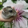Иконка канала Goho🐹