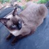 Иконка канала Мой кот Яша