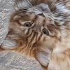 Иконка канала ~Folly~