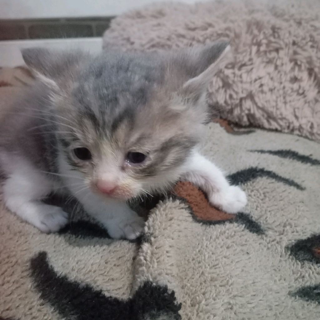 Иконка канала Котик Мелон Plaigraund🐈